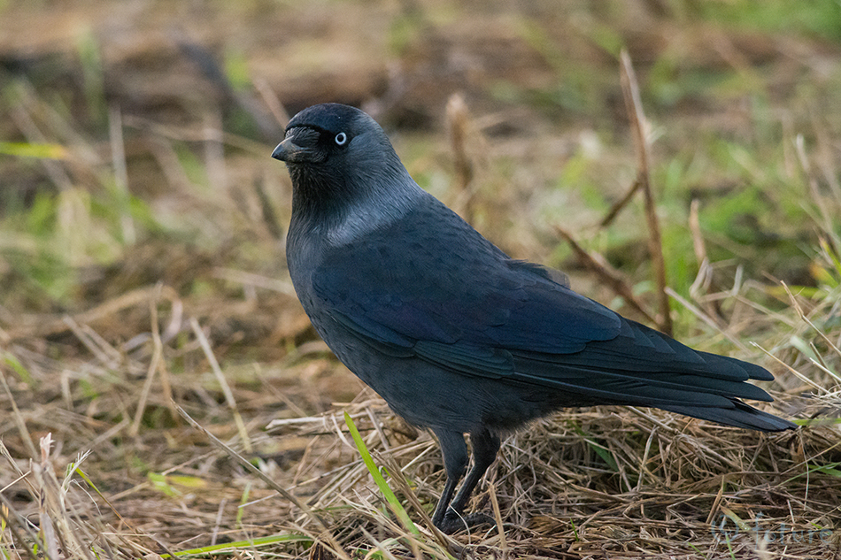Foture: Kaelushakk, Coloeus monedula soemmerringii
