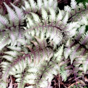 Dane County Extension Teaching Garden: Athyrium niponicum var. pictum ...