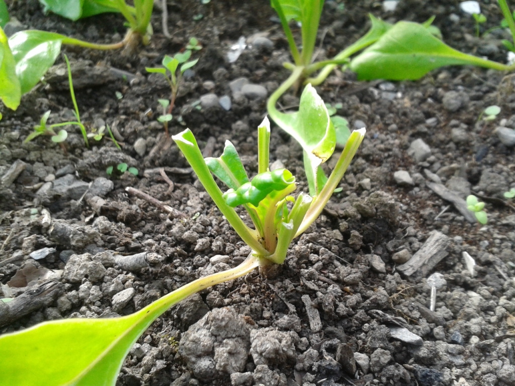 HOW TO KEEP RABBITS OUT OF THE GARDEN - garden home