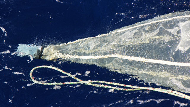 Global Explorers Blog