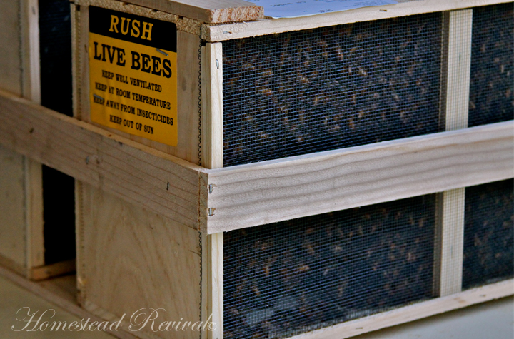 Homestead Revival: Busy As a Bee!