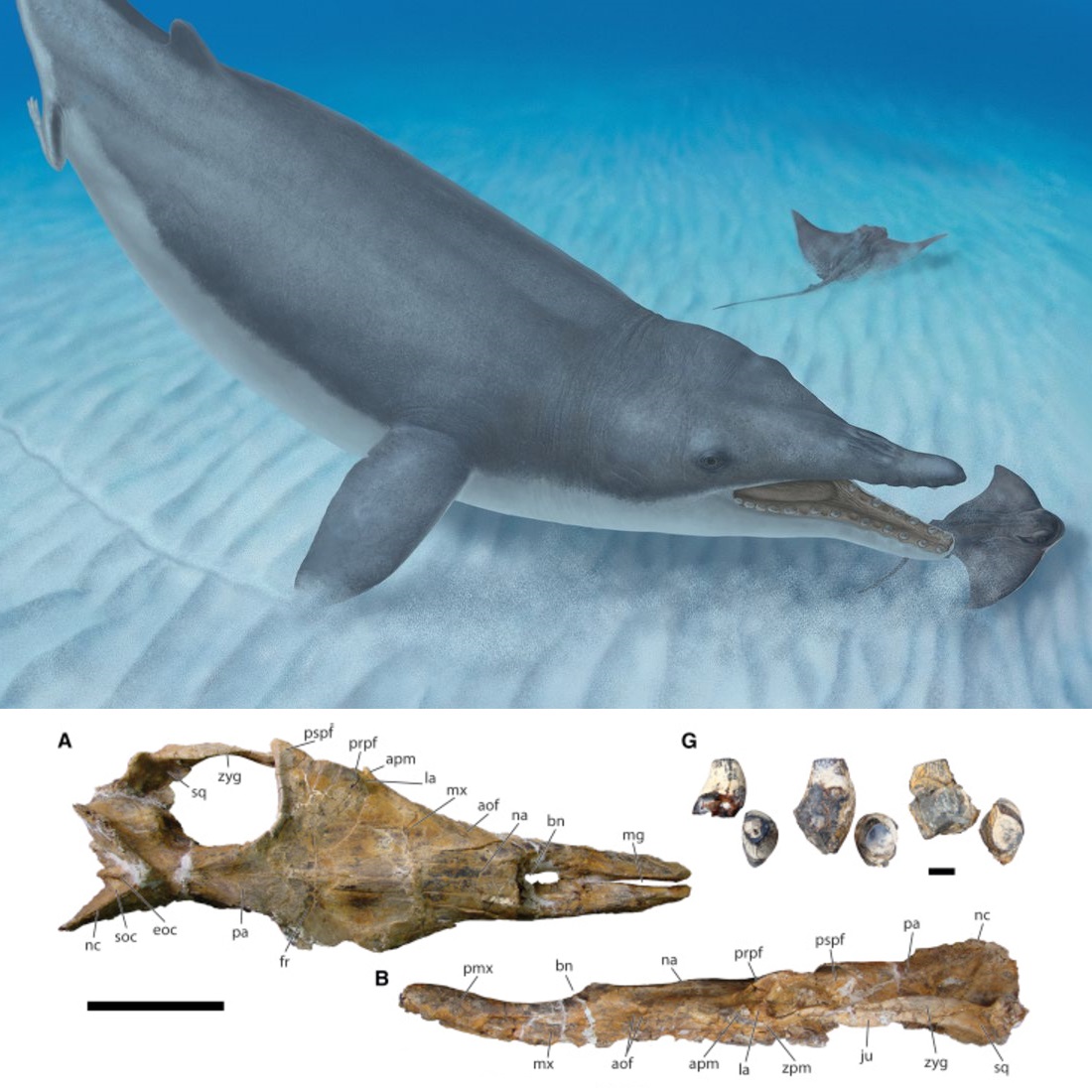 Species New to Science: [PaleoMammalogy • 2017] Mystacodon selenensis ...
