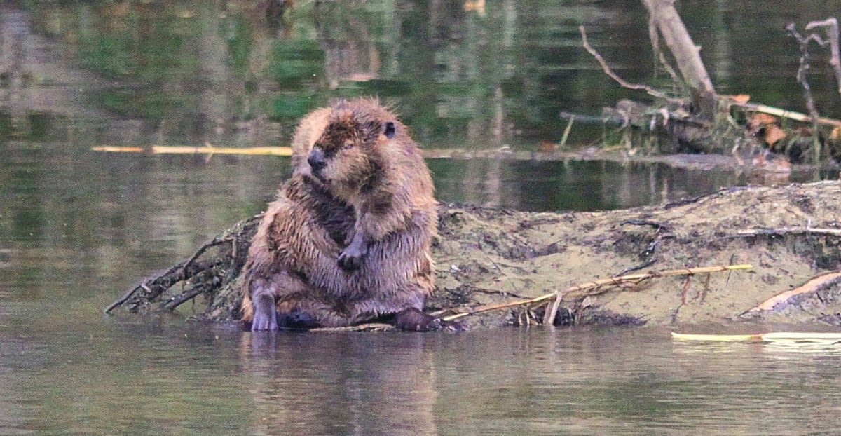 Gary's Outdoor Wanderings2: MORE UNUSUAL BEAVER PICS