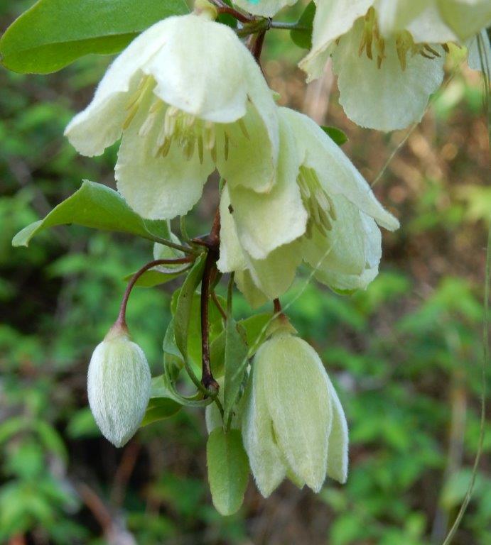 The Garden at Possum Creek: Winter Clematis