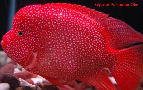 75 Jenis Ikan Louhan Terbaik dan Termahal dan Pemenang Kontes ...