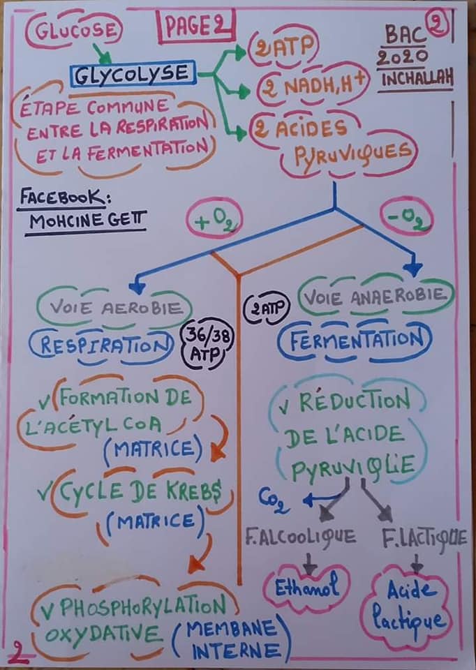 Consommation de la matière organique et flux d’énergie|svt-2bac ...