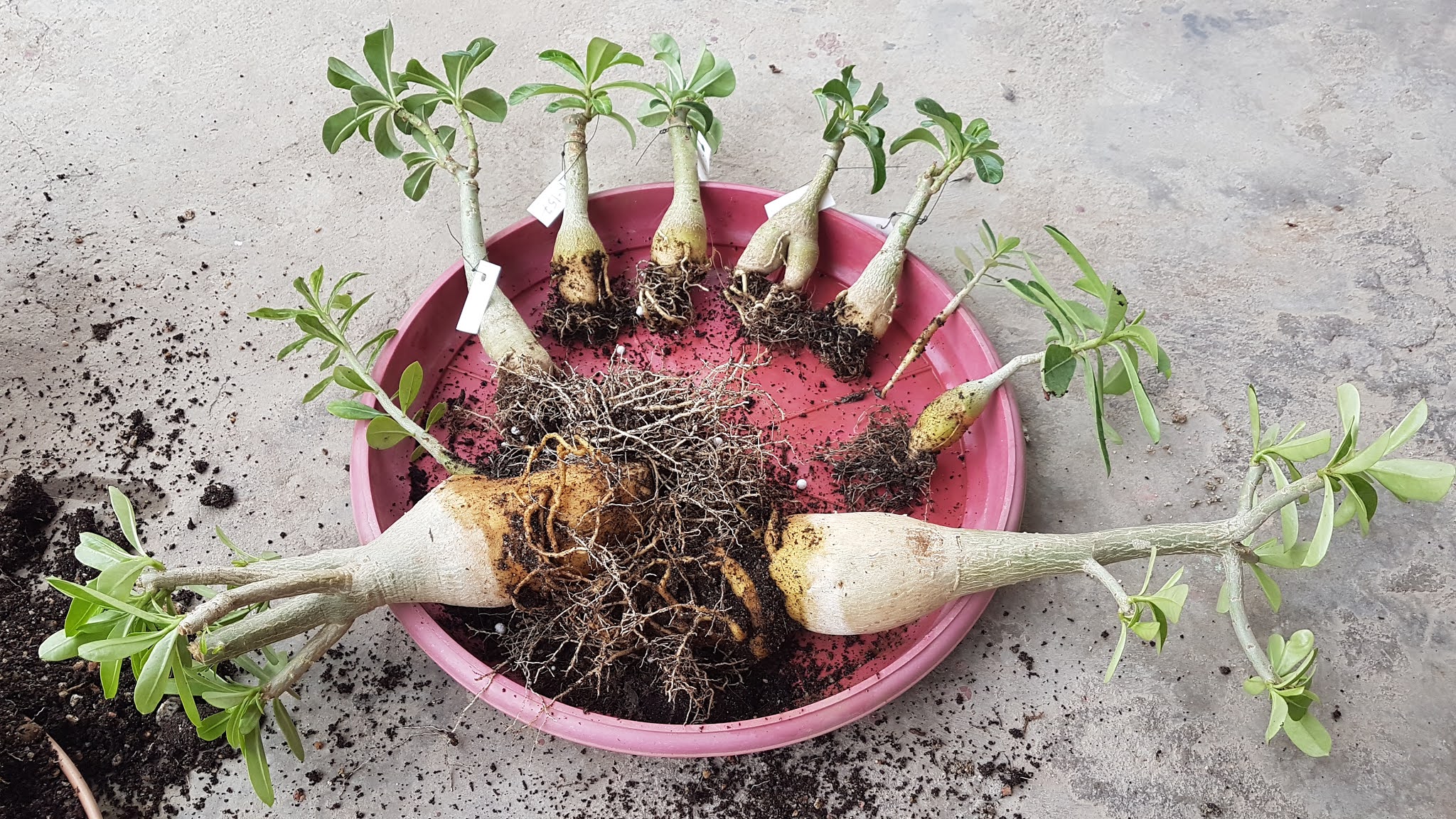 Adenium plant care - guid and basic technique - Prakratik.com