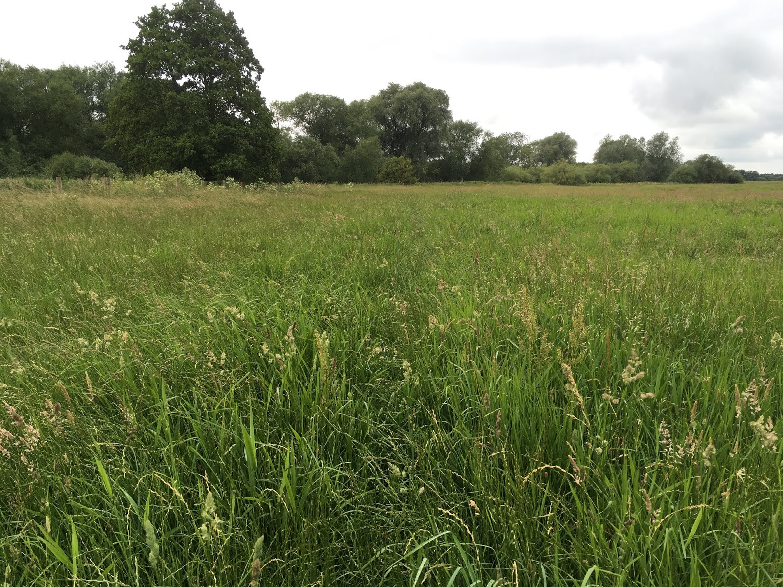 The Little Ouse Path