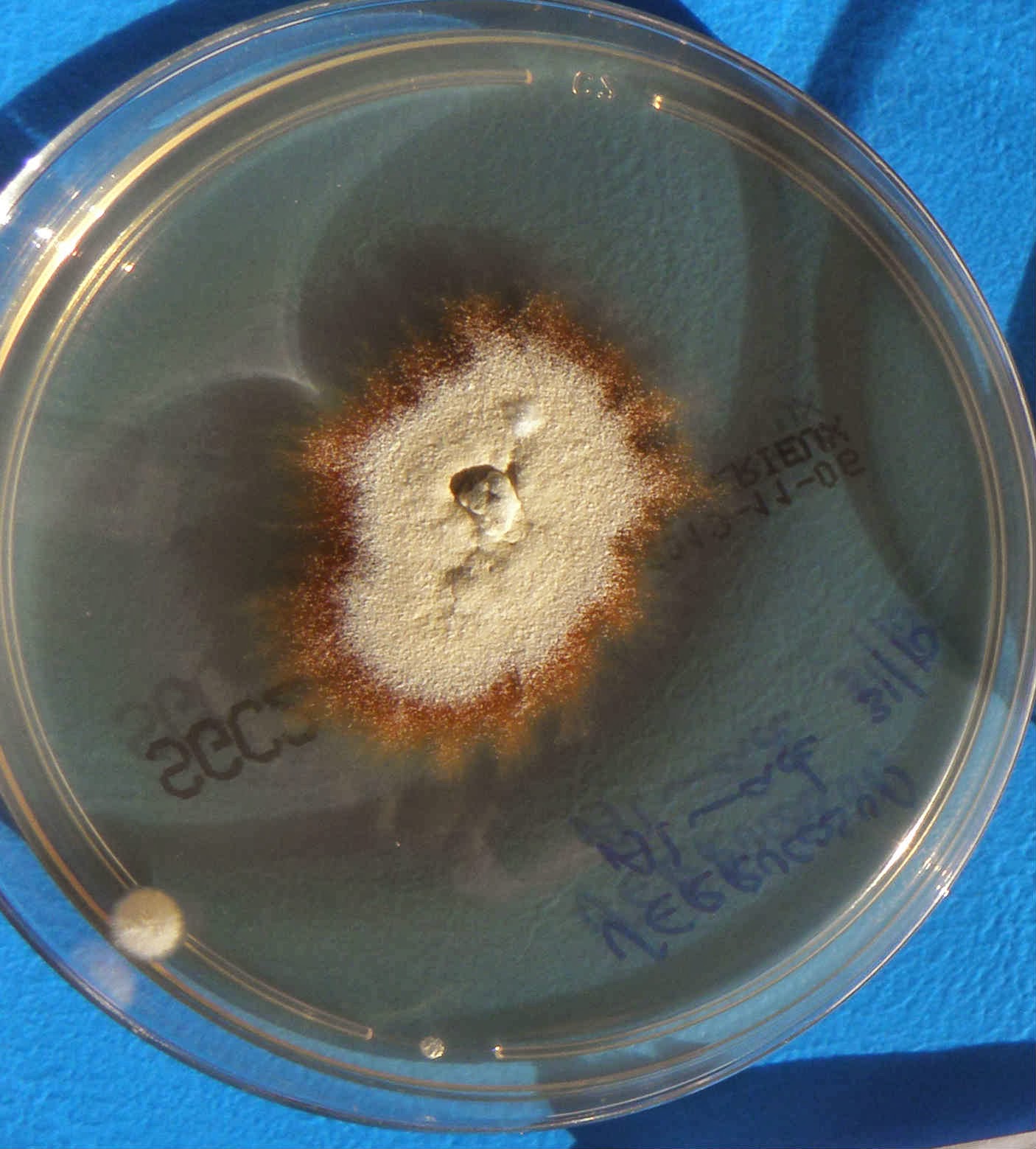 ATLAS MICOLOGIA: TRICHOPHYTON VERRUCOSUM