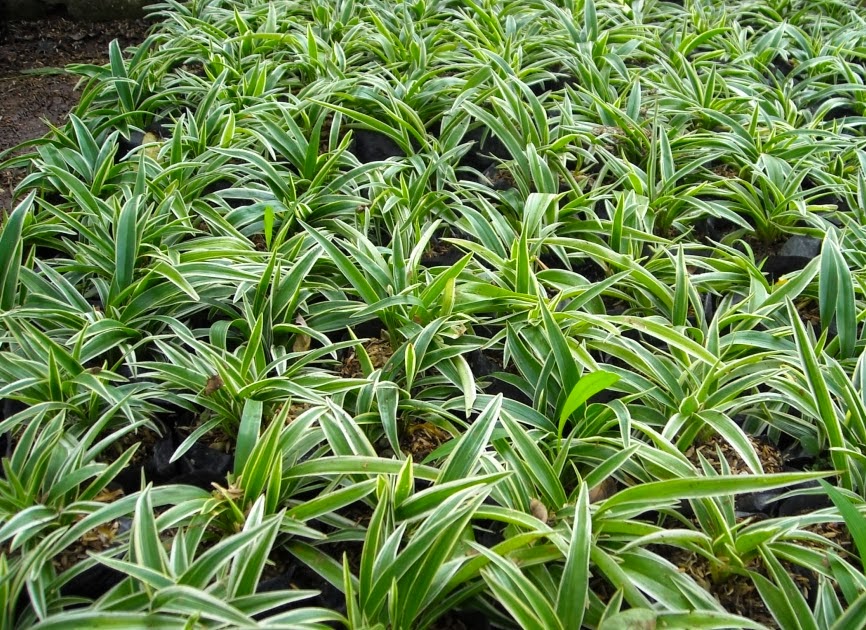 Pohon Lili Paris | Tanaman Lili Paris Hawai Dan Lili Paris Umbi