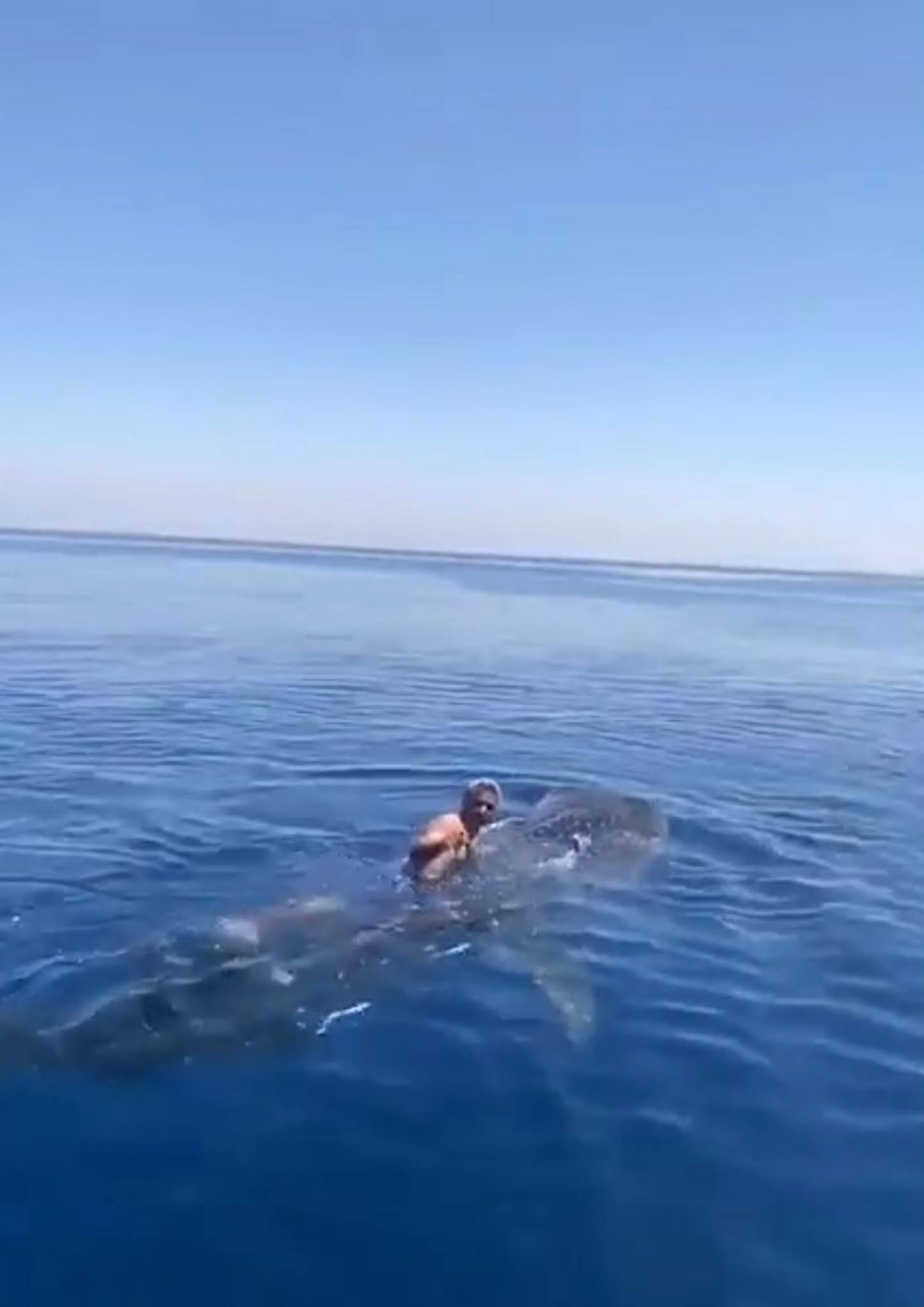 Saudi Man Filmed Riding Whale Shark By Clinging Onto Its Dorsal Fin
