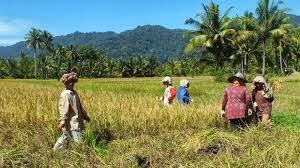 Pustaha Editorsiojo: Mandailing People in Sumatra