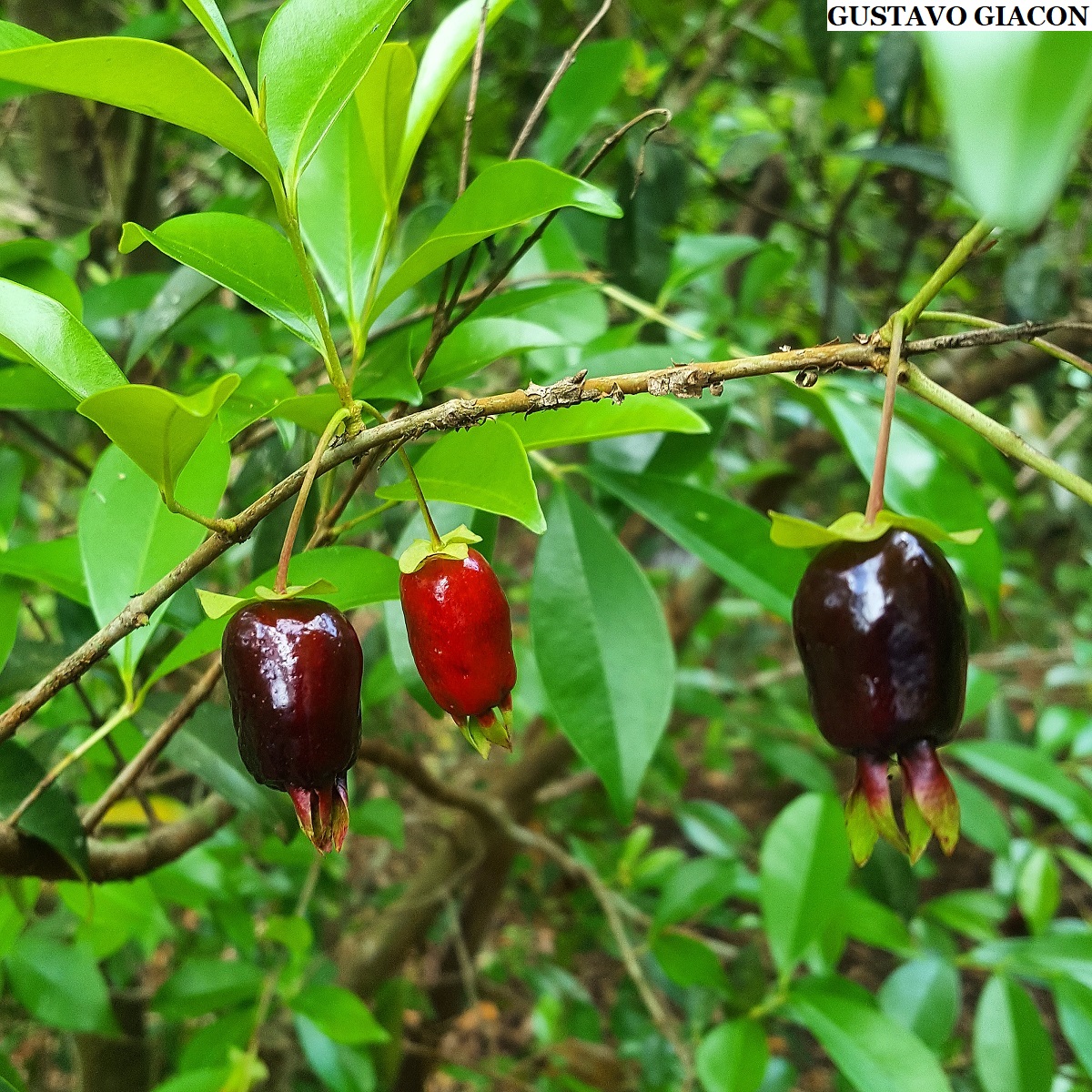 Viveiro Ciprest - Plantas Nativas e Exóticas: Cereja do Rio Grande ...