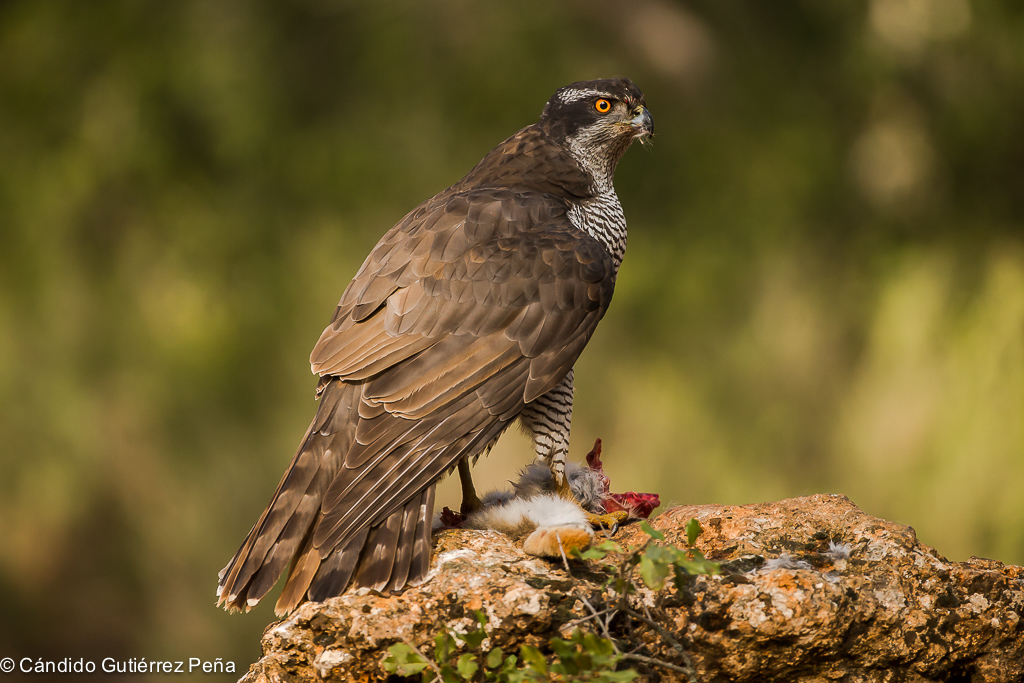 AZOR COMUN - Accipiter Gentilis | Observatorio de la Naturaleza