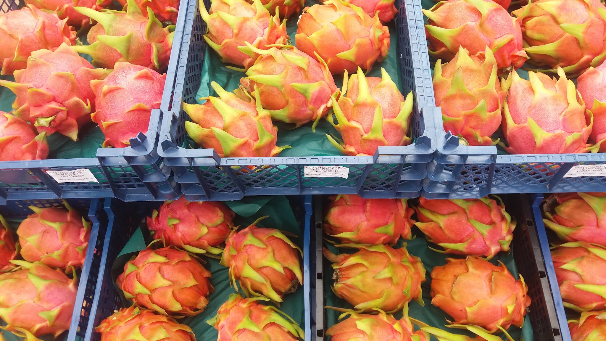 Φρούτο του δράκου