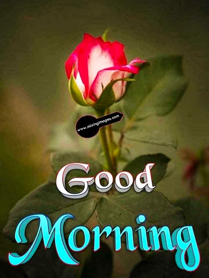 35+ Best Good Morning Images Free Download For Whatsapp HD Download ...