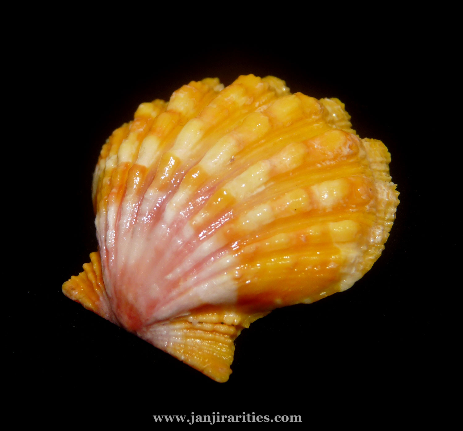 Kahelelani & Sunrise shell jewelry by.... Janjira: Sunrise shell from ...