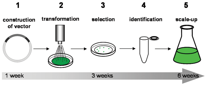 Chloroplast Engineering