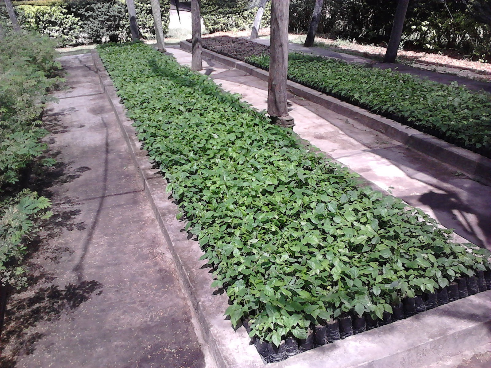 Parque Chaqueño Forestal: Vivero forestal – Ministerio de la Producción ...