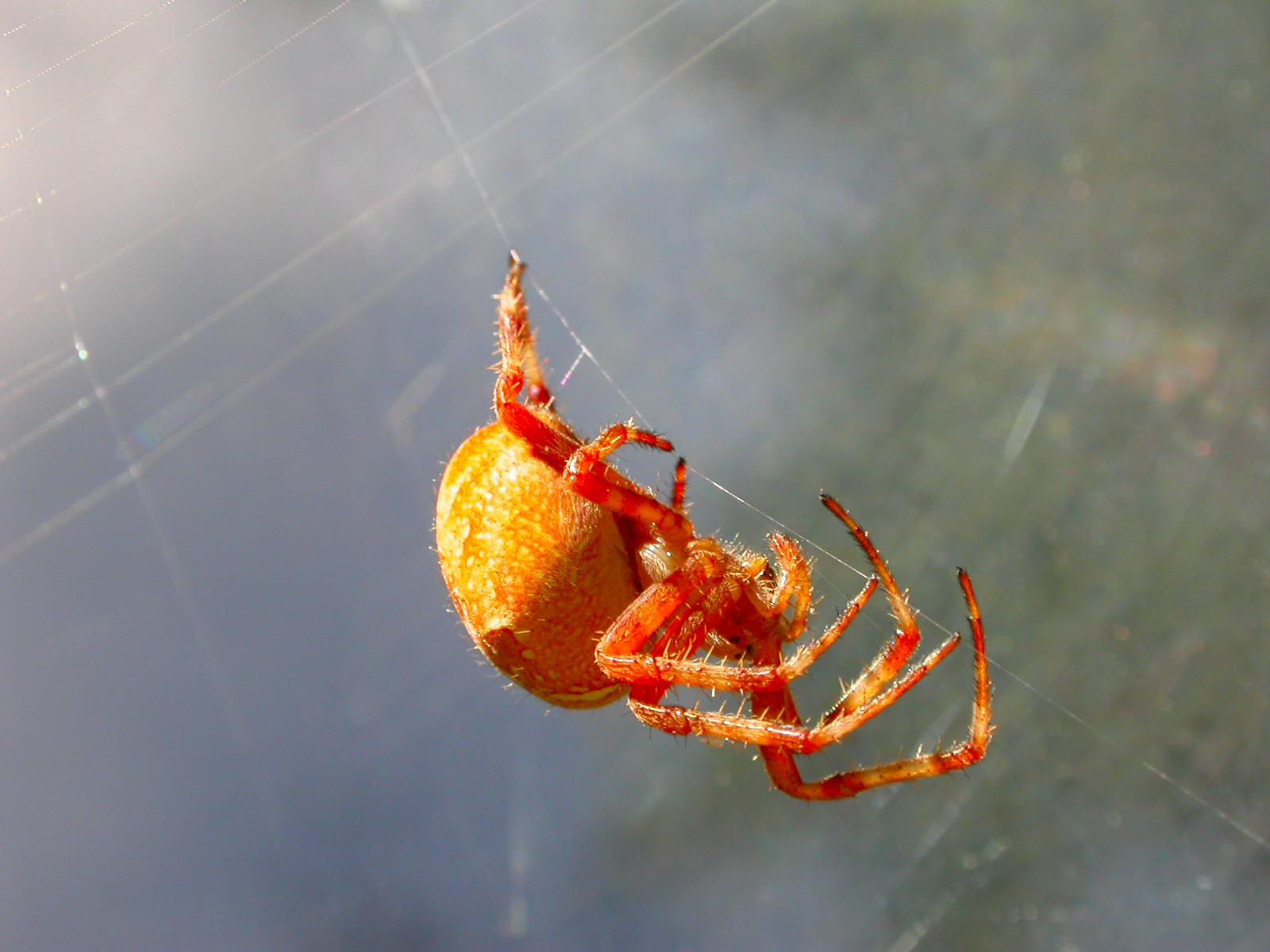 Sognare: Sognare Ragnatele e Sognare Ragni