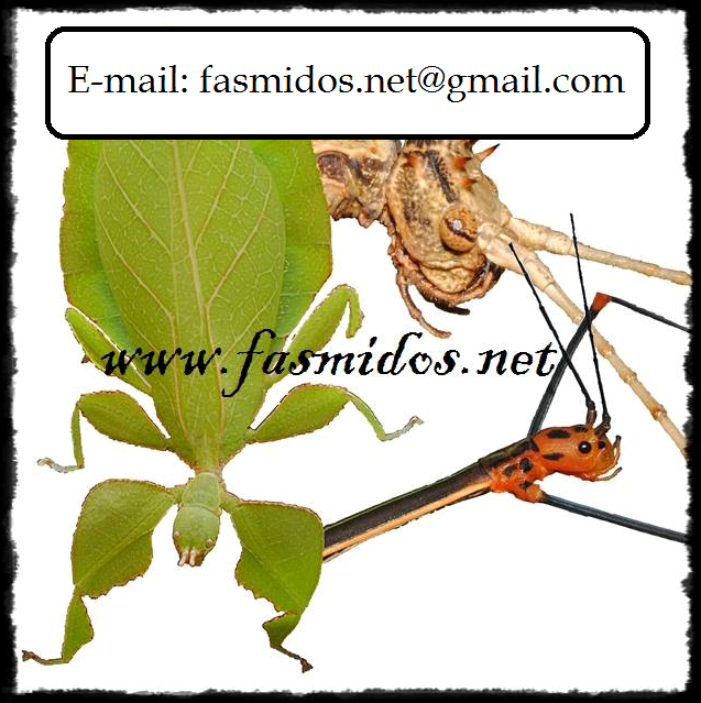 Estilo y hogar: Insectos hoja, insectos palo e insectos corteza. Unas ...