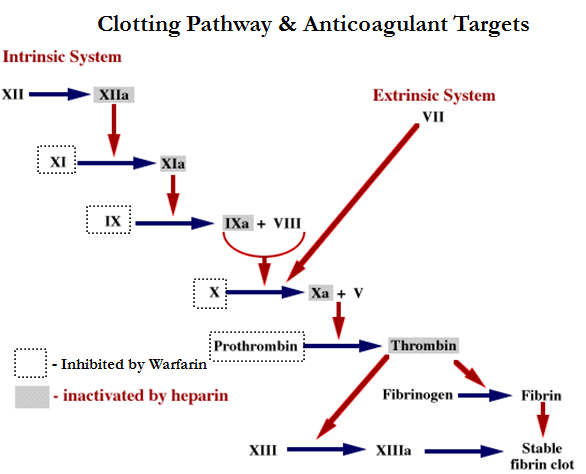 Lecture Notes on Anticoagulants (Heparin & Warfarin)