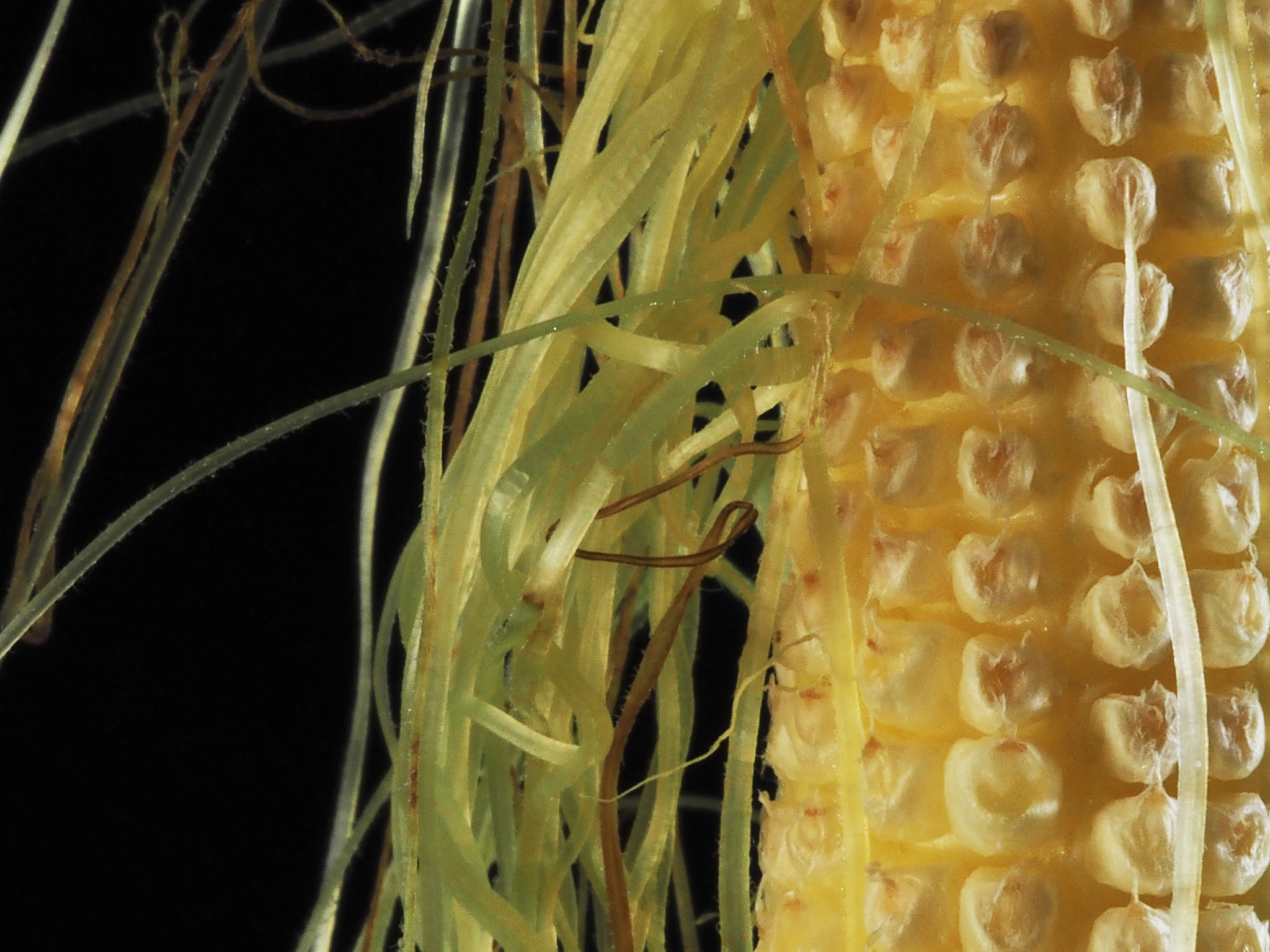 Gramíneas del Duero: Zea (Panicoideae)