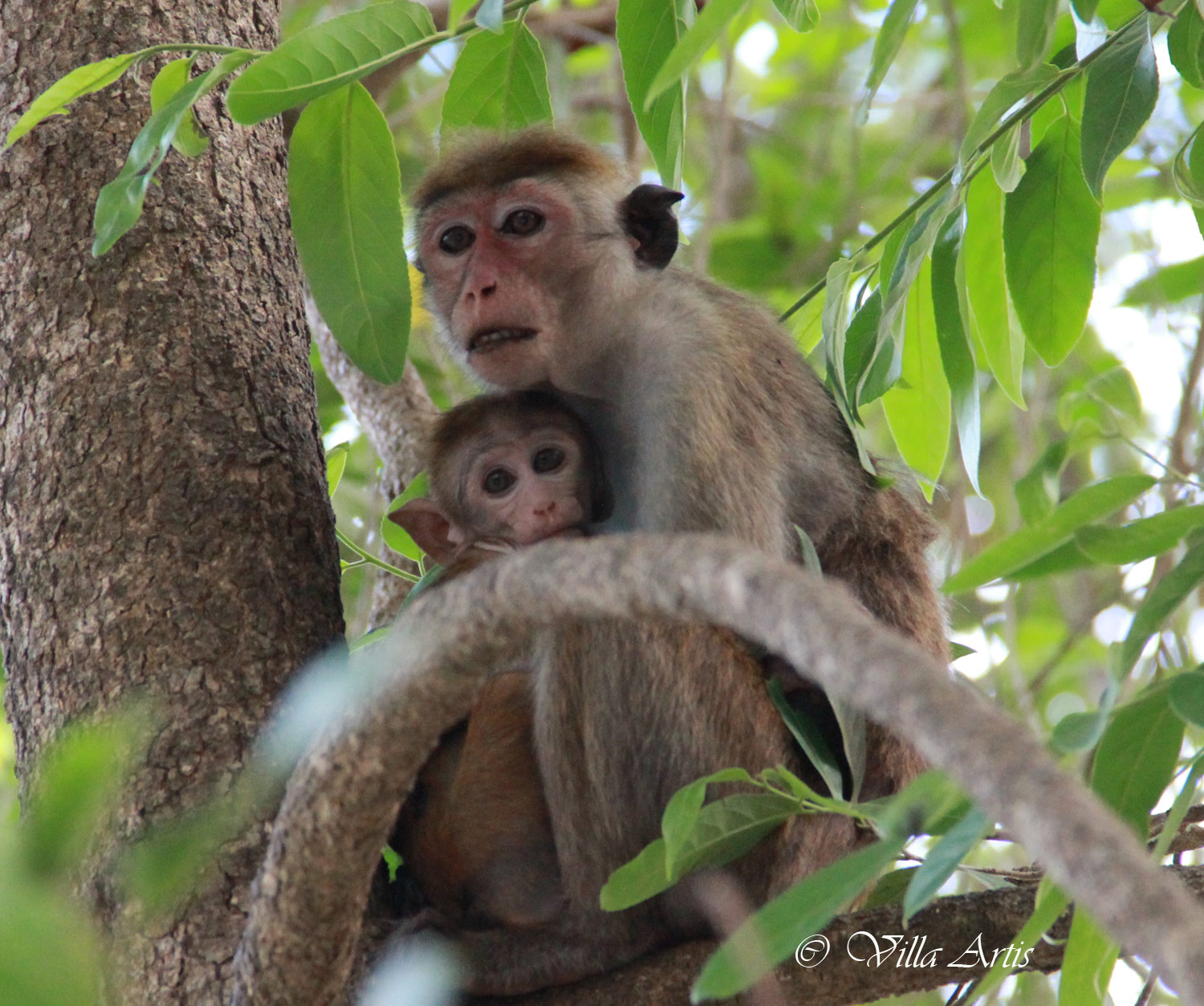 Sri Lanka: Makaki /macaque/