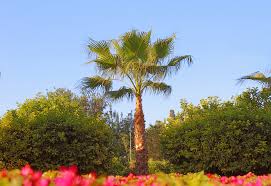 Palm tree uses and benefits ~ India Biography