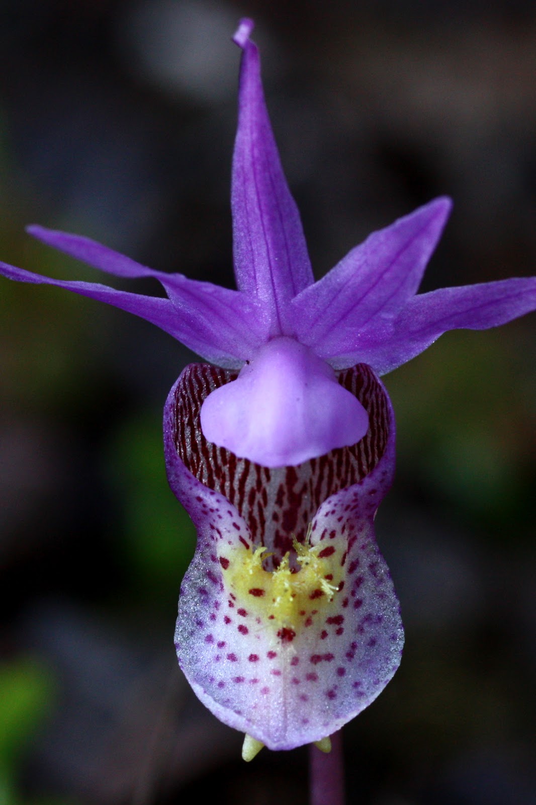 Native Orchids of the Pacific Northwest and the Canadian Rockies