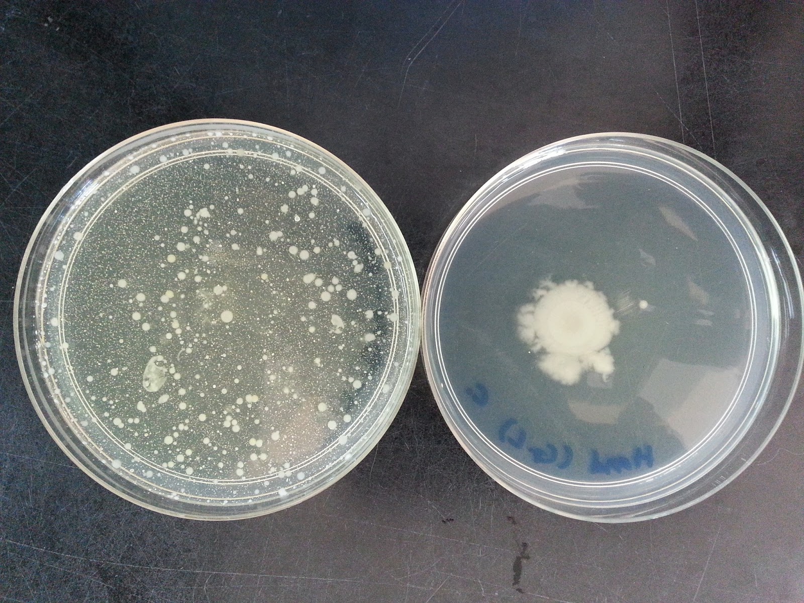 IBG 102 - LAB REPORT