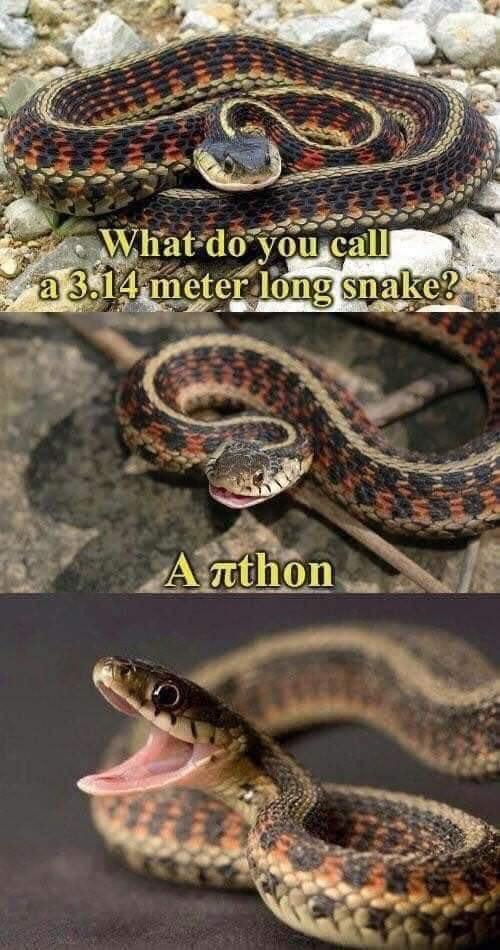 Miss Cellania: Snake Joke