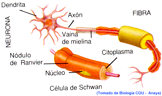 BIOLOGÍA 3º SECUNDARIA: Neuronas