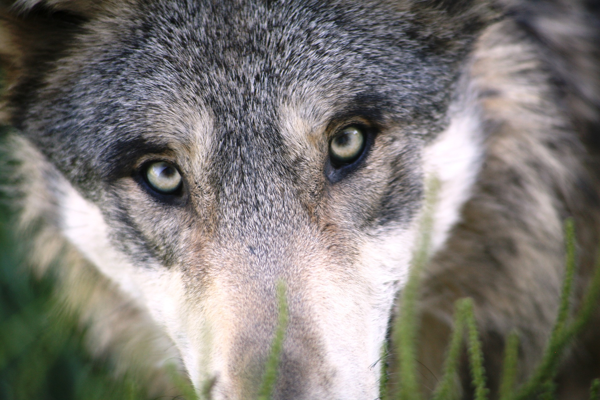 Wolves: Habits, Diet and Other Facts