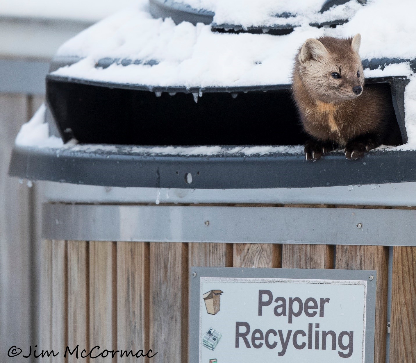 Ohio Birds and Biodiversity: American marten!!