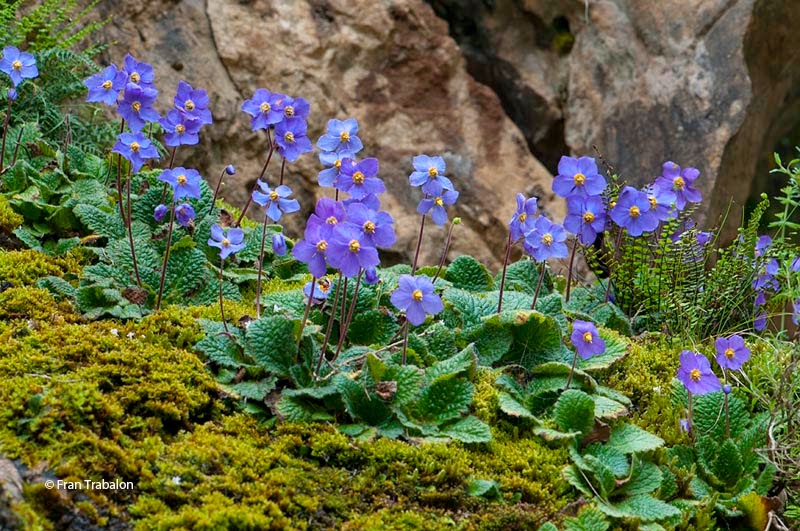 ZAGROS NATURE IMAGES: Pyrenean violet
