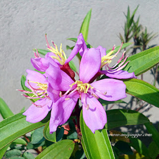 21+ Gambar Bunga Senduduk Putih - Gambar Bunga Indah