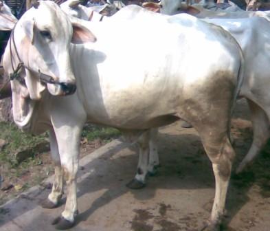 Kumpulan Foto dan Gambar Sapi Serta Ciri-cirinya - Ilmu Ternak