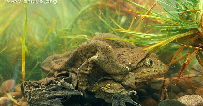 Fauna y flora endémica y algunos misterios de la fauna y flora: Rana ...