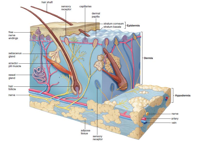 Kulit atau Sistem Integumen, serta Gangguan dan Kelainan pada Kulit