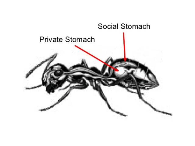 The Interesting Facts about Ants