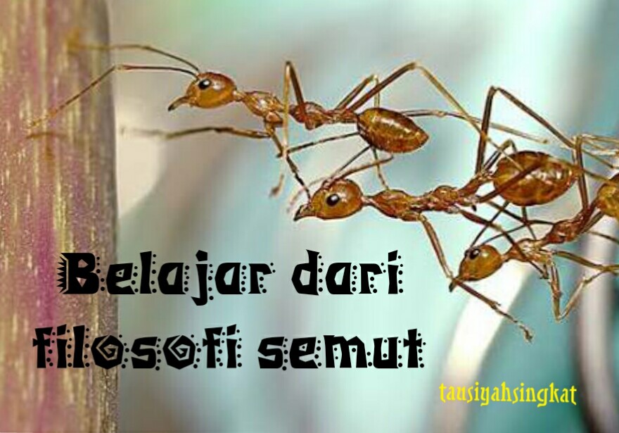 Filosofi Semut | 8 Tausyiah