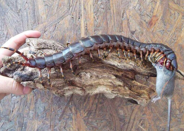 Fakta Menarik tentang Lipan