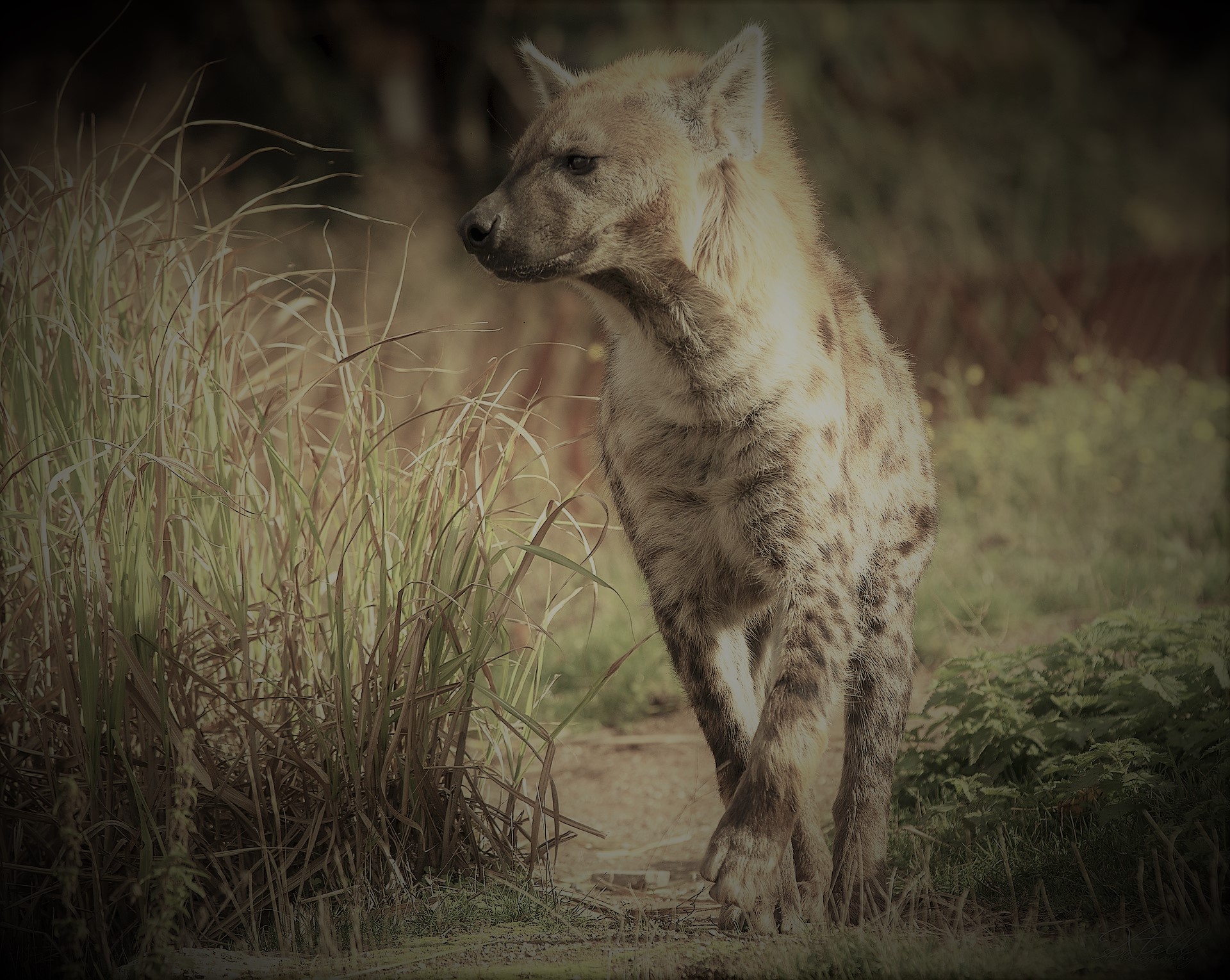 The Wise Crone's Cottage in the Woods: "The Hyena in the Grassland" - a ...