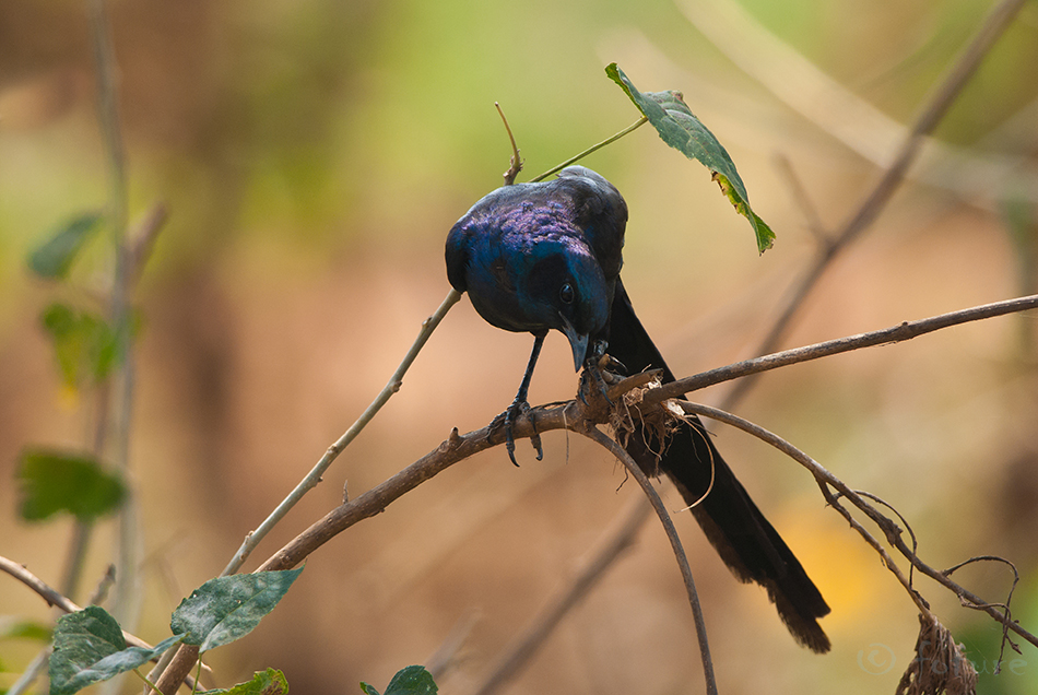 Foture: Baobabi-kuldnokk, Lamprotornis mevesii