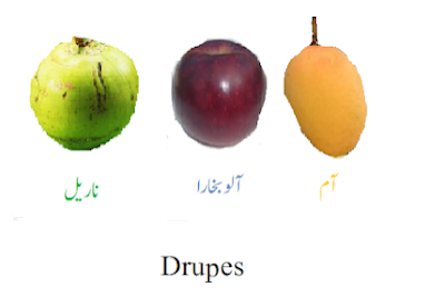 Beauty Of Plants: Succulent fruits