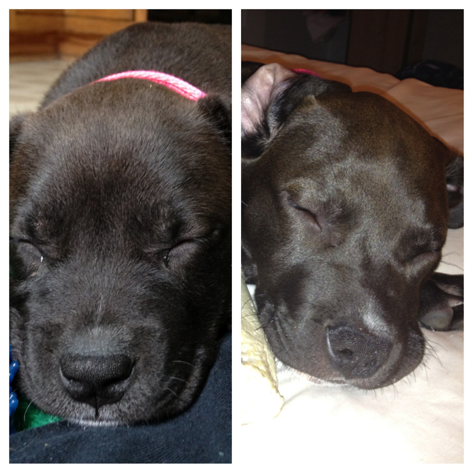 Luna Blue: Adventures of a Great Labradane: What's New Puppy Dog?