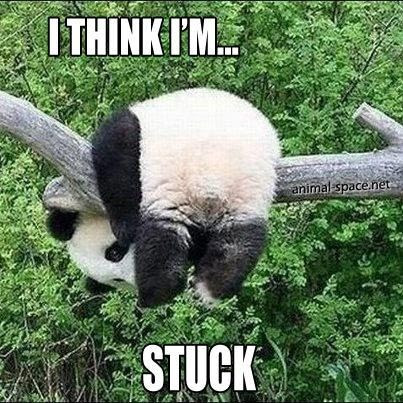 Funny Panda Memes that will make you laugh - Viral Pets Compilations