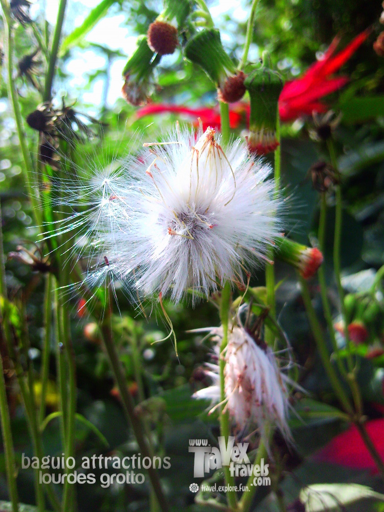 Stairs to the Lourdes Grotto in Baguio - Travex Travels - Travel ...
