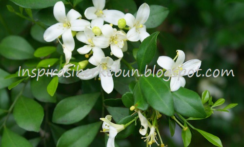 Cara Merawat Bunga Kemuning - Inspirasi Berkebun